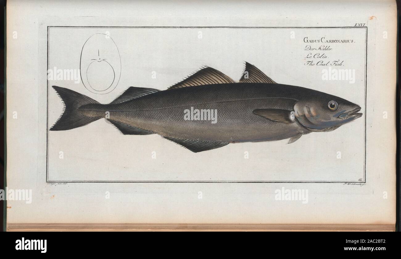 Gadus Carbonarius, The Coal Fish Gross, 1994, #120; Gadus Carbonarius ...