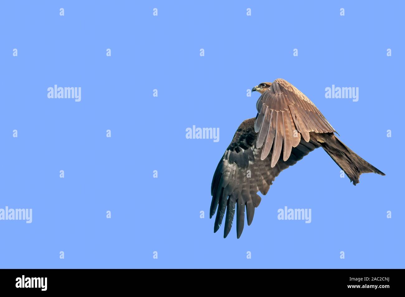 Black kite showing its wings during flight Stock Photo - Alamy