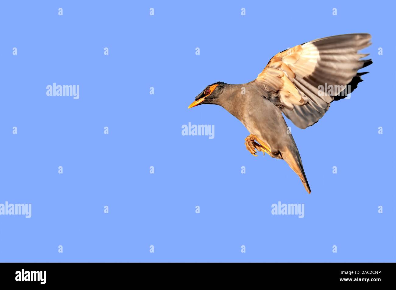 Myna in flight hi-res stock photography and images - Alamy