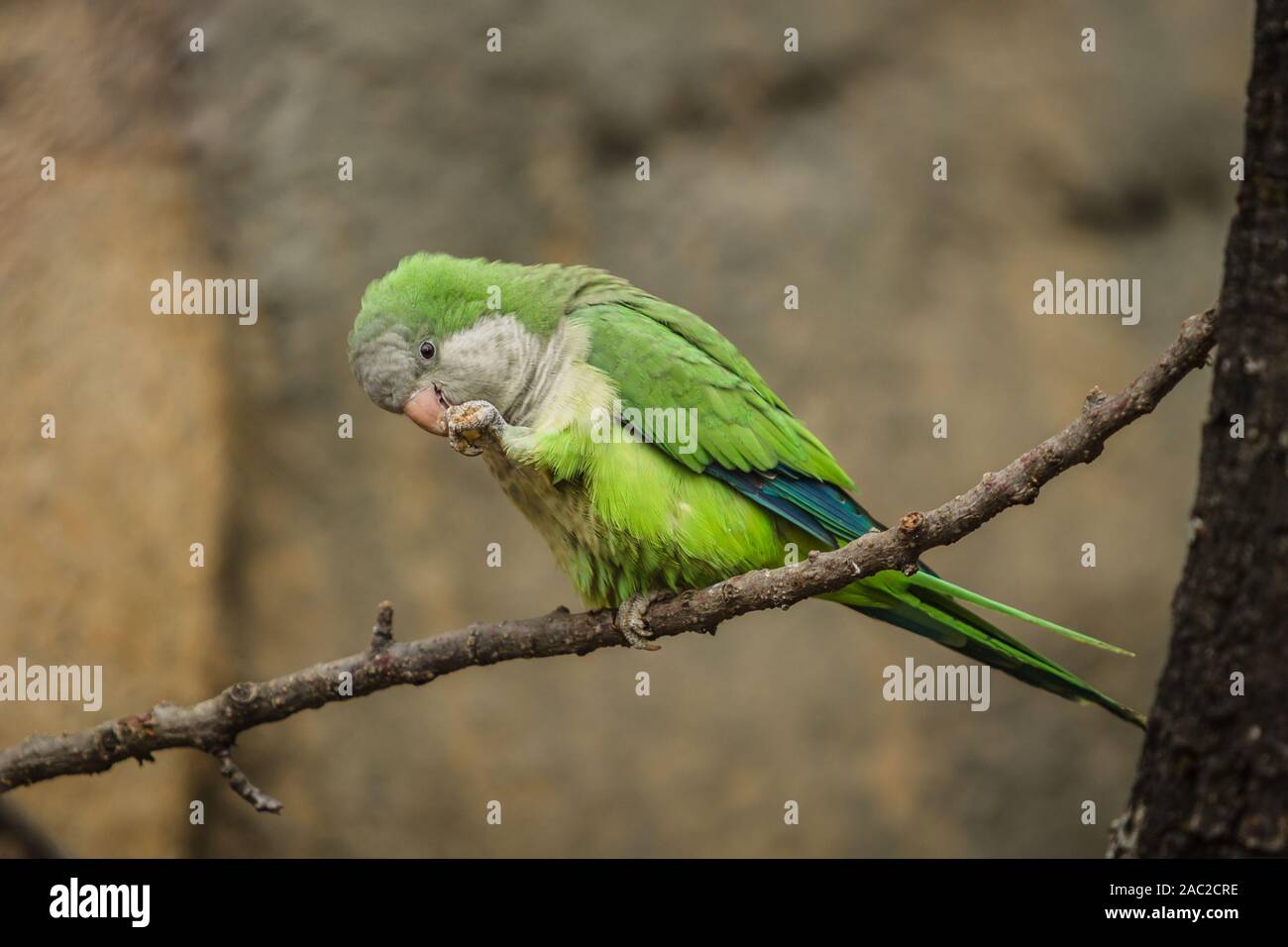 American green parakeet hi-res stock photography and images - Alamy