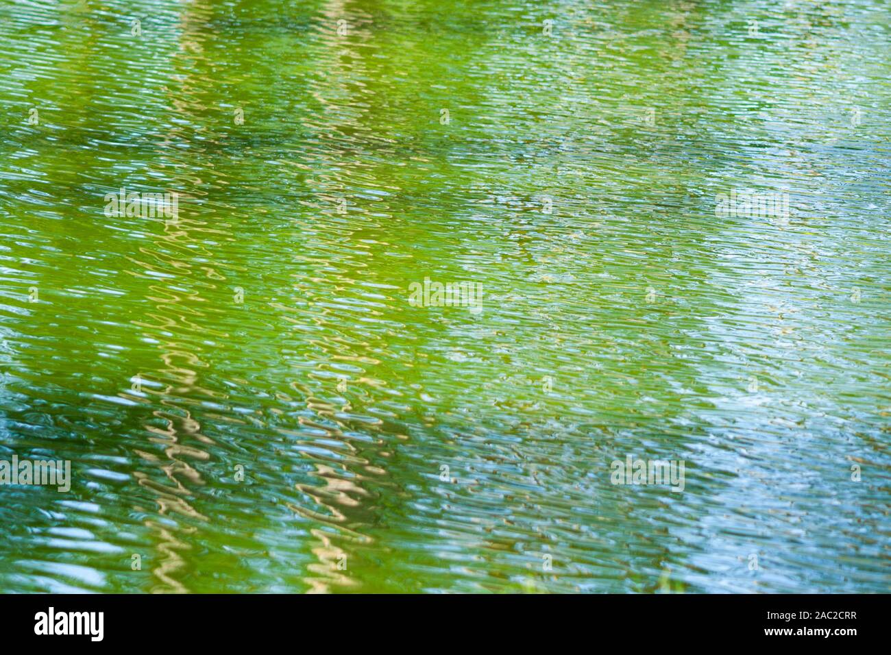 ripple green water texture with reflections of the trees. River surface ...