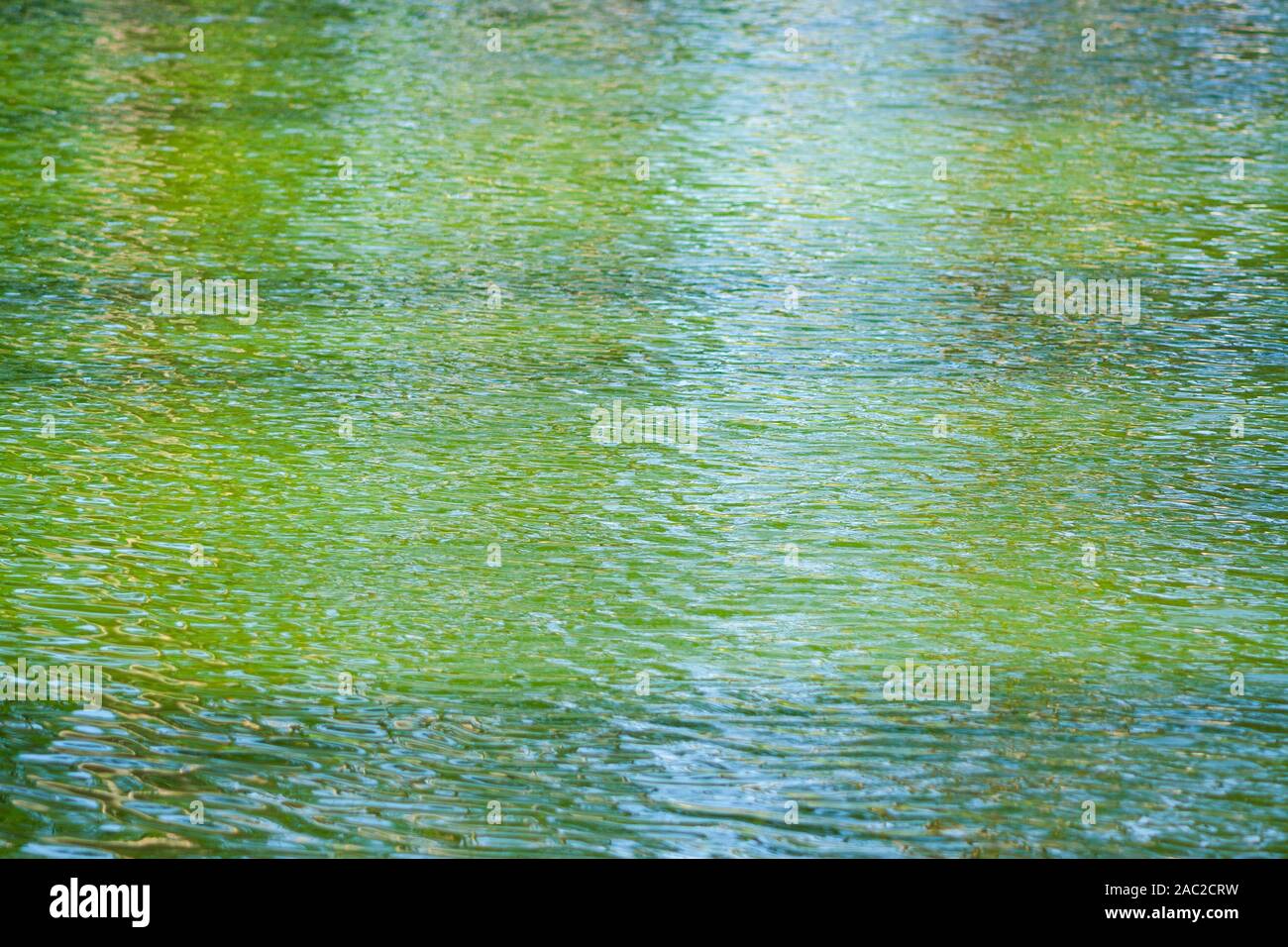 ripple green water texture with reflections of the trees. River surface ...