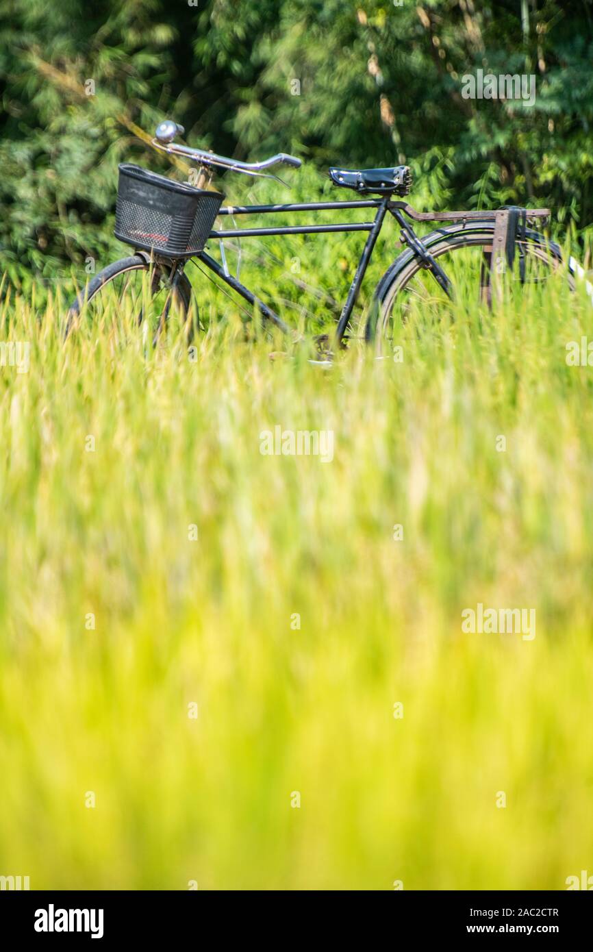 A farmer's black push bike in a paddy field in rural China Stock Photo ...