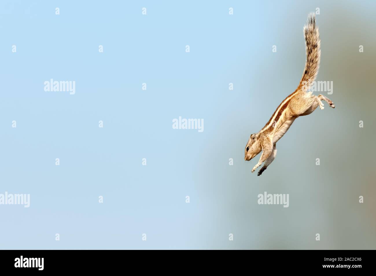 Indian palm squirrel jumping down with super speed Stock Photo - Alamy