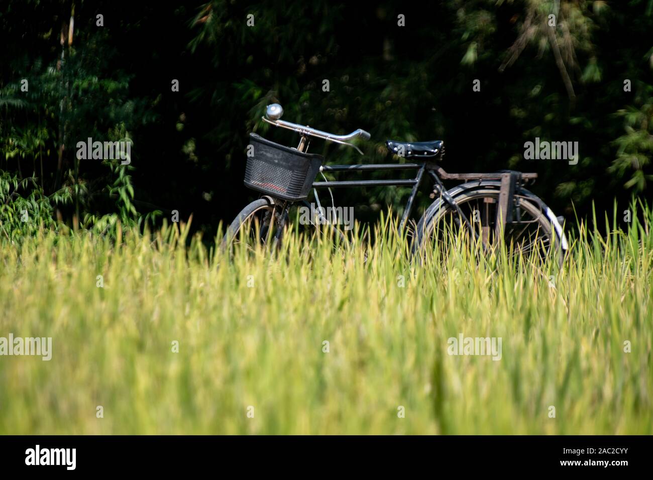 A farmer's black push bike in a paddy field in rural China Stock Photo ...