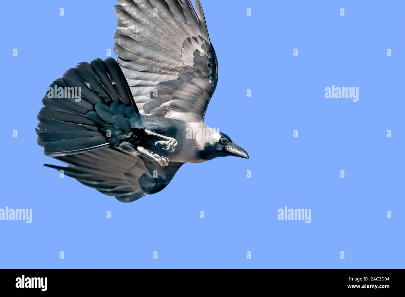 Crow swooping hi-res stock photography and images - Alamy