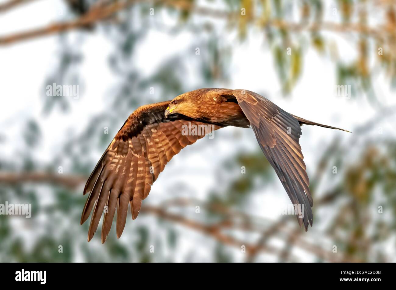 Black kite flying against a tree in evening light Stock Photo - Alamy