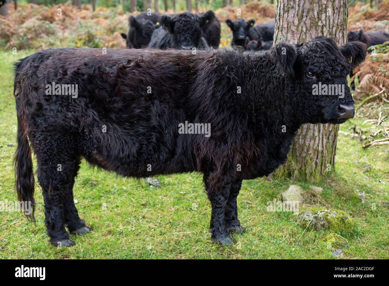 Black Galloway Cattle
