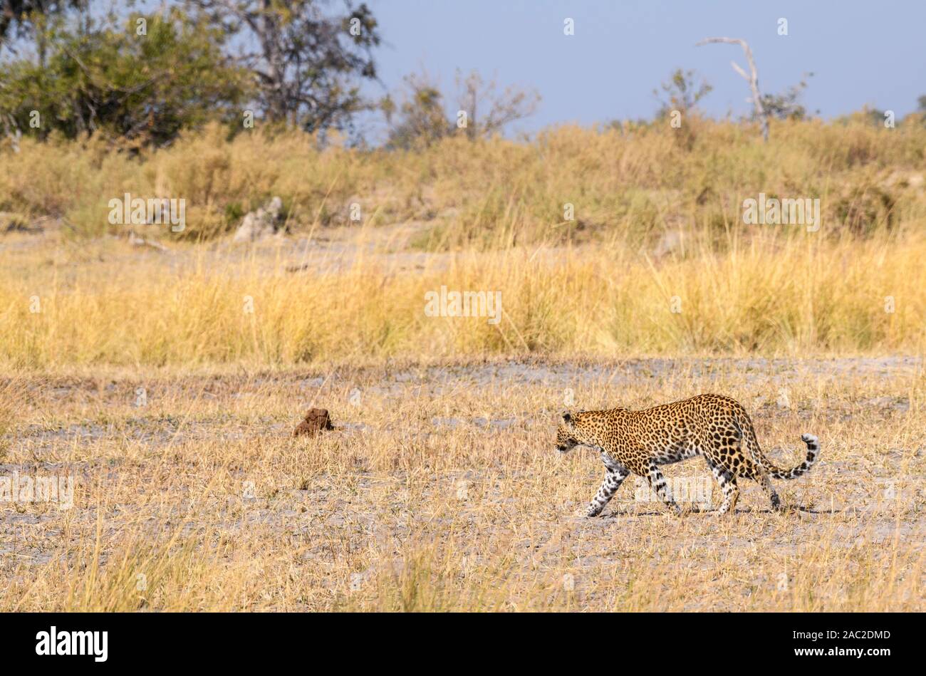 Male Leopard, Panthera pardus, stalking, Bushman Plains, Okavanago ...