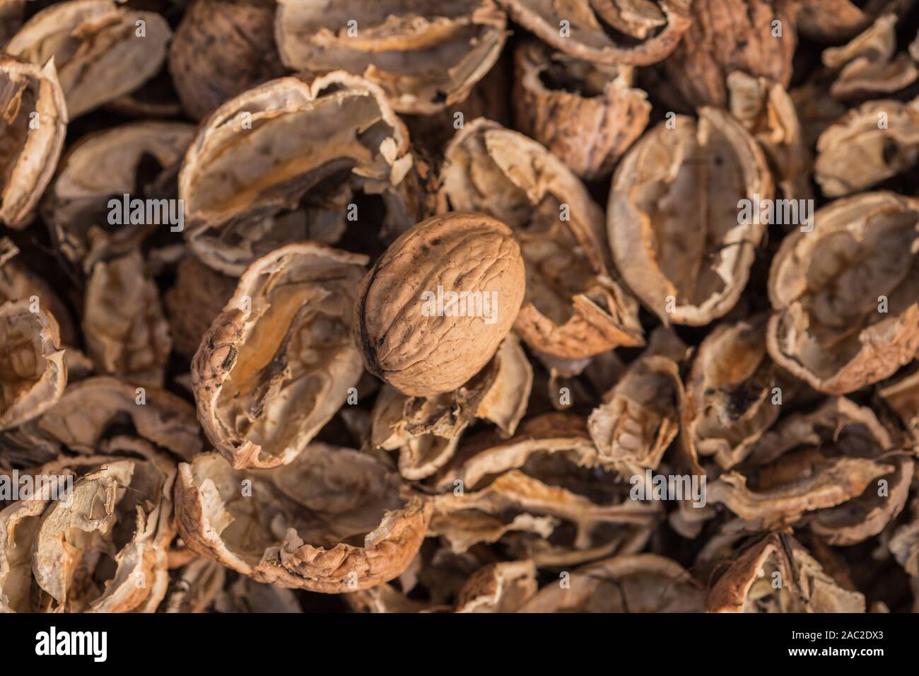 Cracked walnut shells with one complete walnut in the middle. Pieces of ...