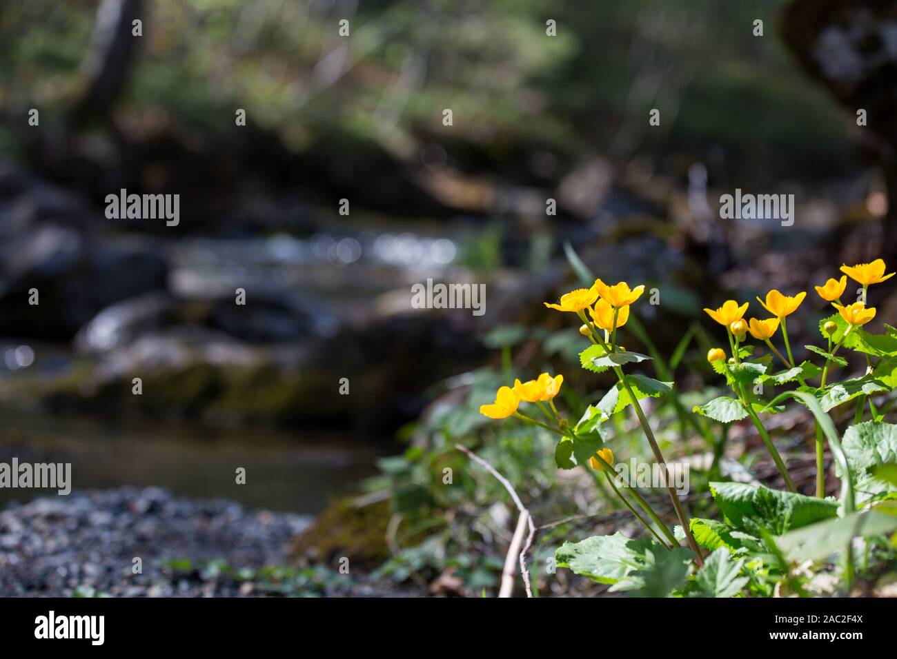 Spring yellow flowers, grows along the stream and decorates tributaries ...