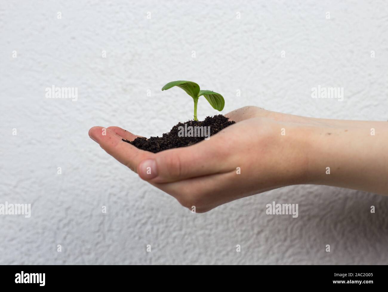 Tree plantation hands hi-res stock photography and images - Alamy