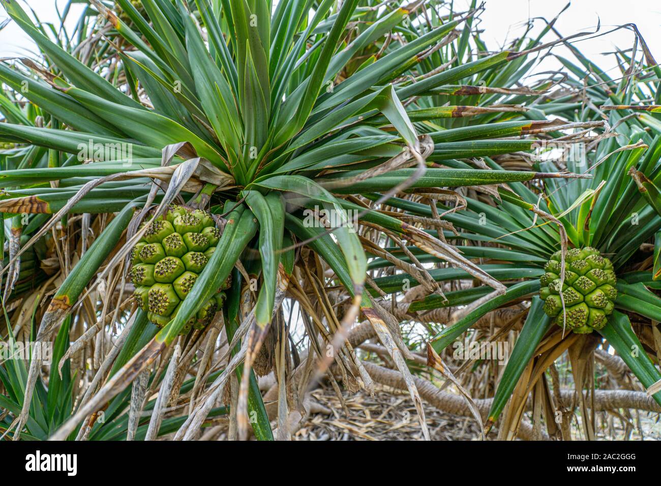 you fruits of the pandanus palm are hanging on a pandanus palm Stock ...