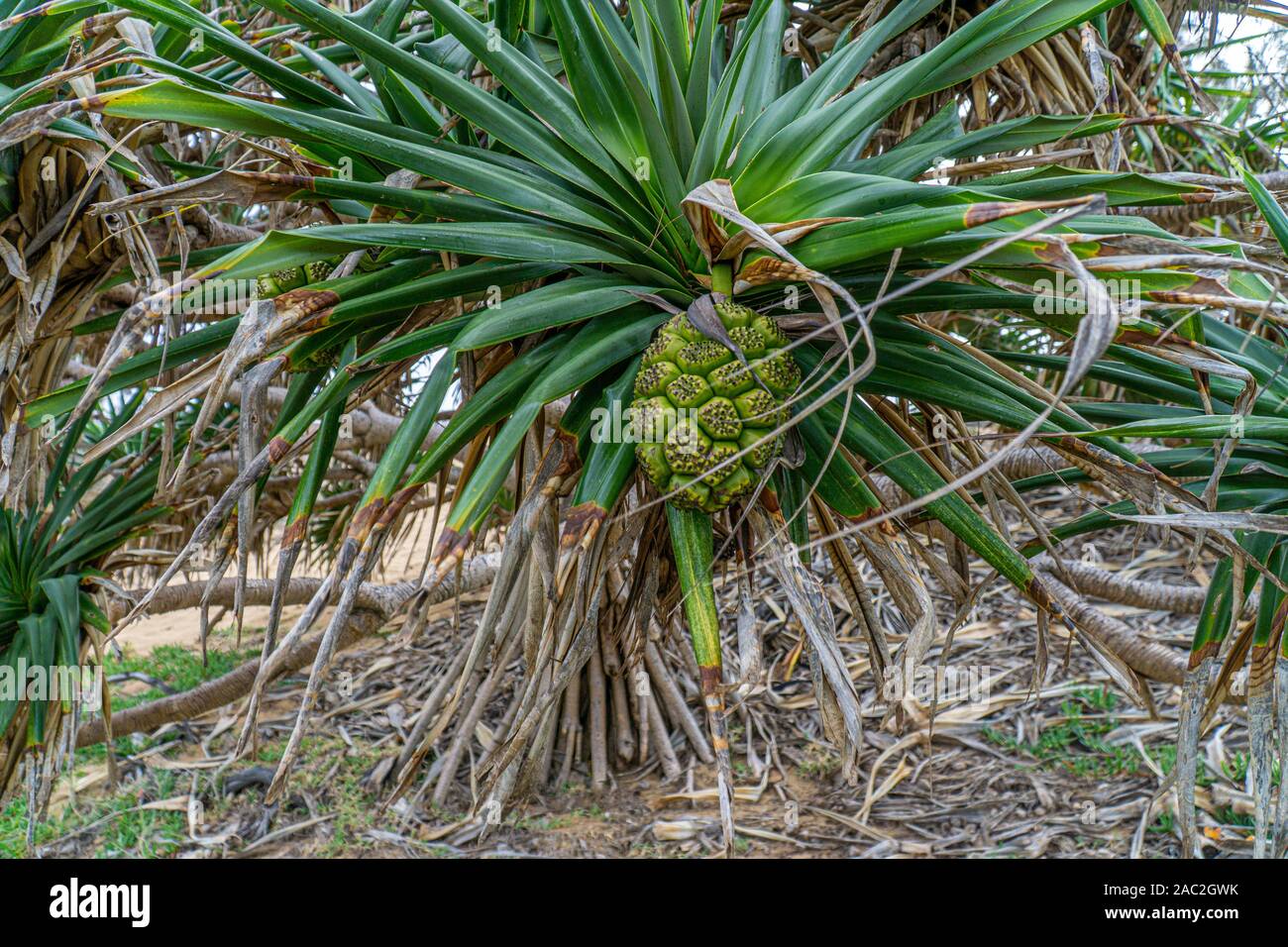 Adan tree hi-res stock photography and images - Alamy