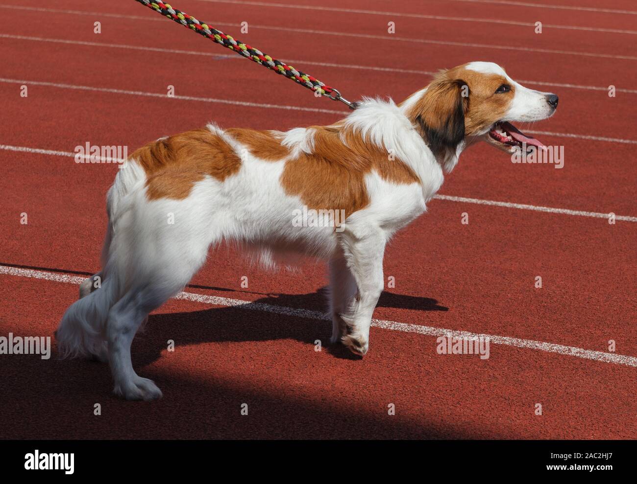Dog on a leash at the stadium Stock Photo - Alamy