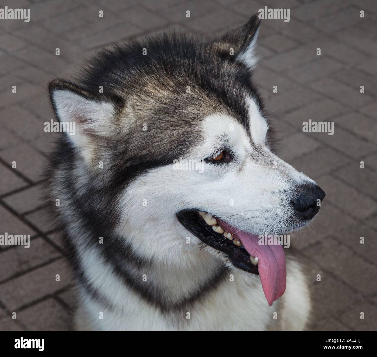 Alaskan Malamute dog outside Stock Photo - Alamy