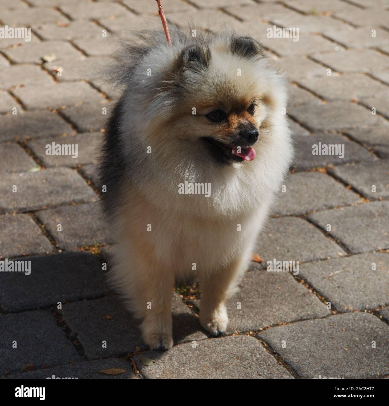 Spitz klein hi-res stock photography and images - Alamy