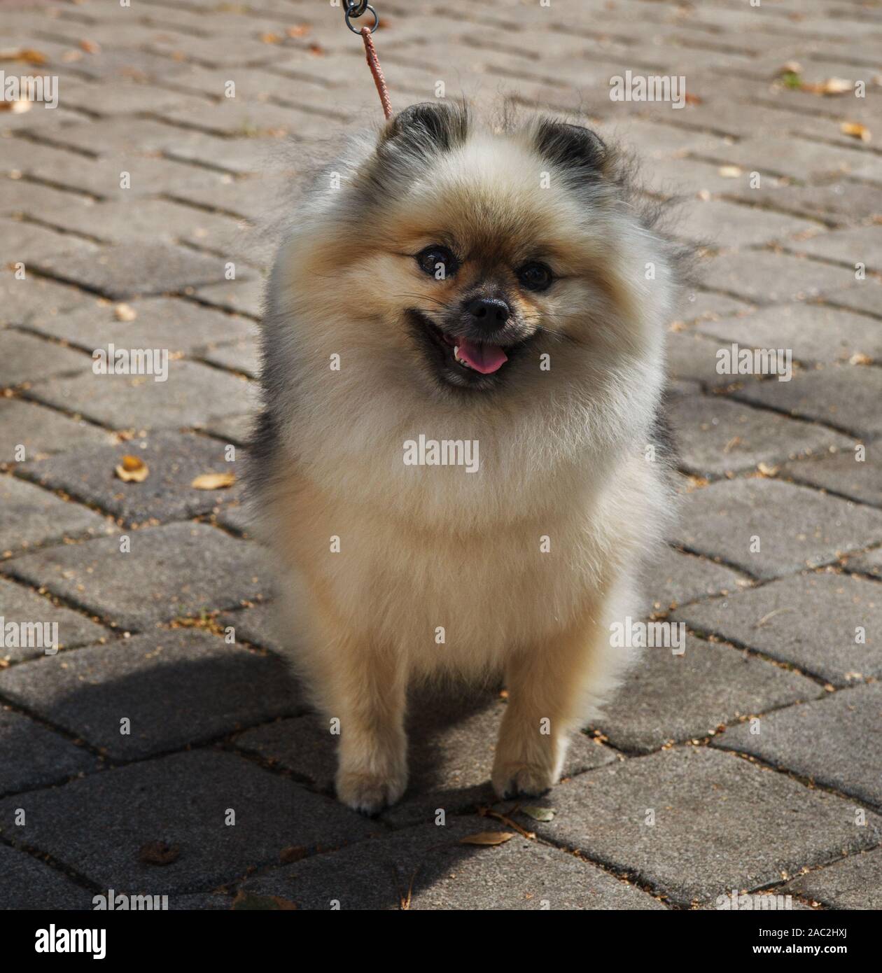 German Spitz Klein dog outdoor Stock Photo - Alamy