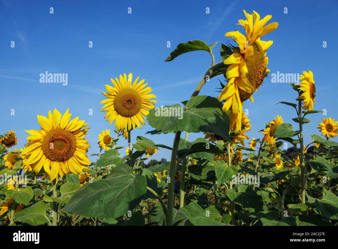 Windy sunflowers hi-res stock photography and images - Alamy
