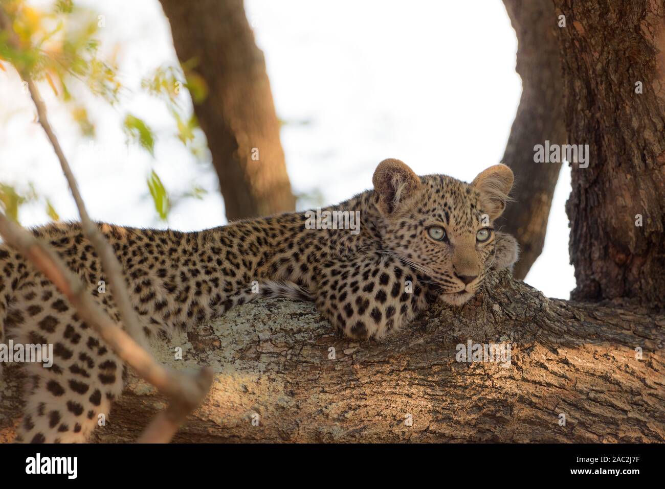 Cute baby leopard resting on tree Stock Photo - Alamy