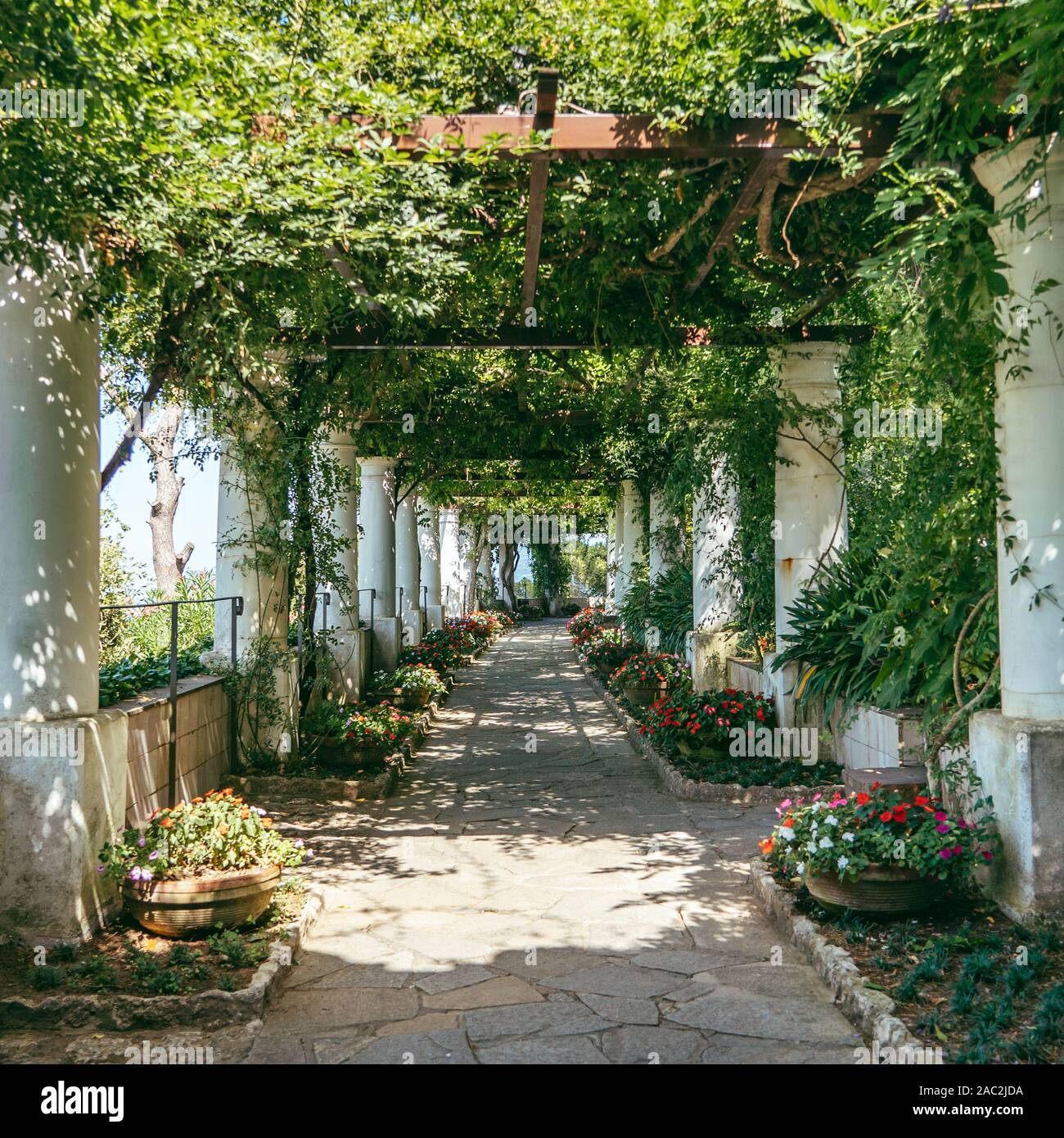 Beautiful floral passage with columns and plants overhead in garden in ...