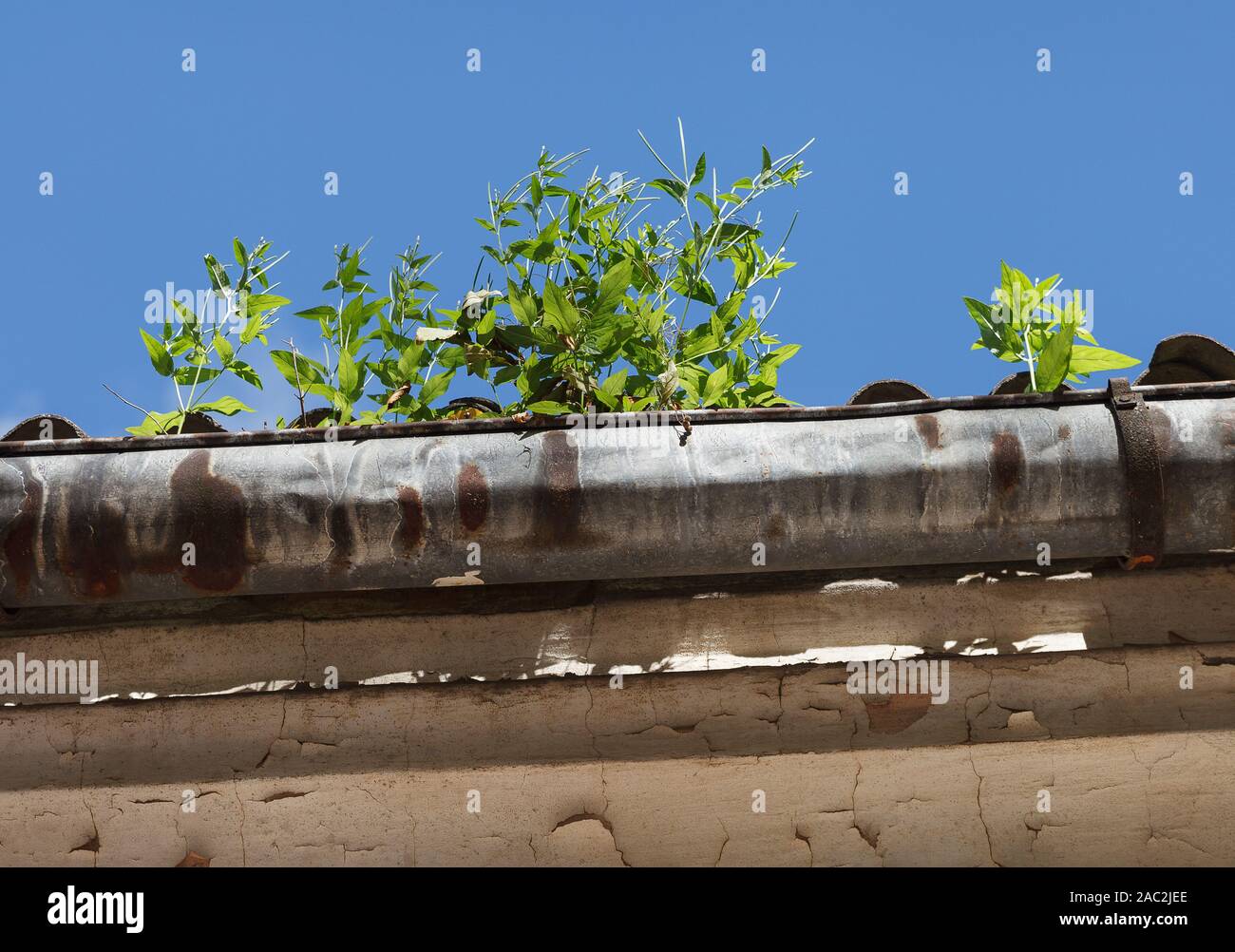 Metal rain pipe with grass Stock Photo - Alamy