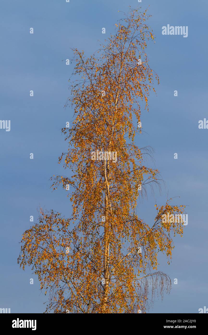 One long birch tree on sky background Stock Photo - Alamy
