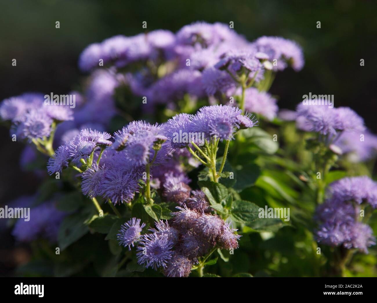 Bluming flowers hi-res stock photography and images - Alamy