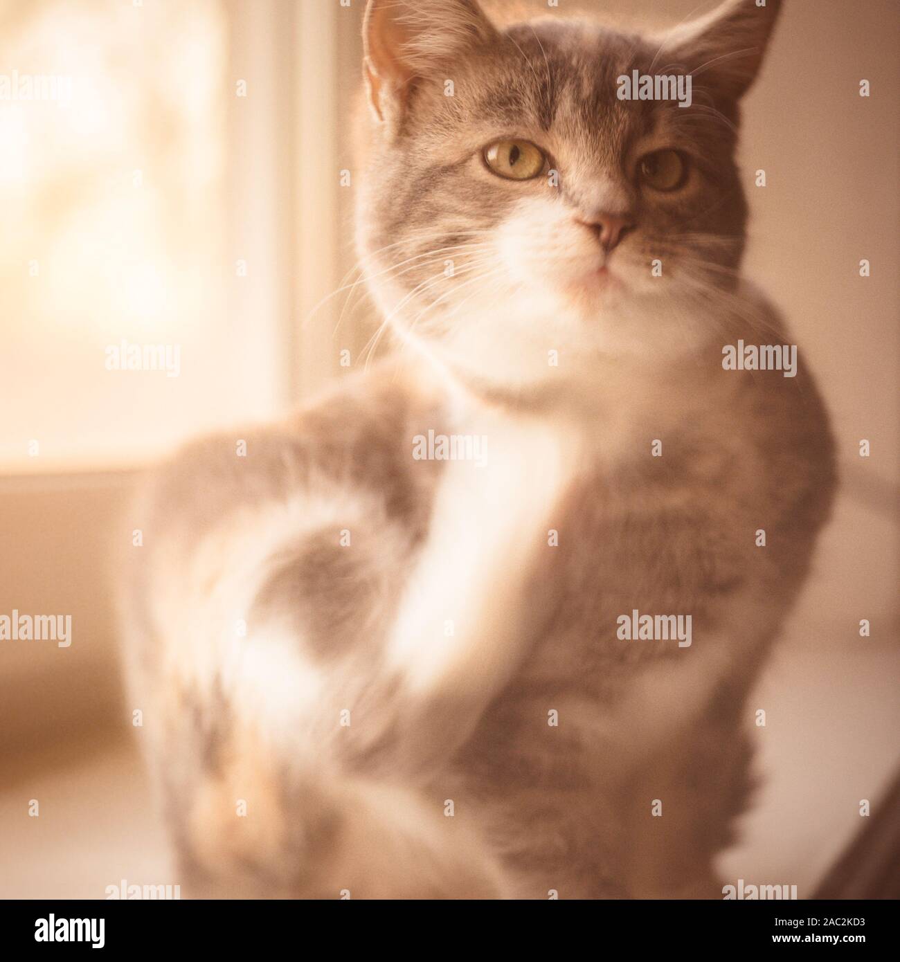Kitten paw scratches behind the ear, cat sitting on the windowsill ...