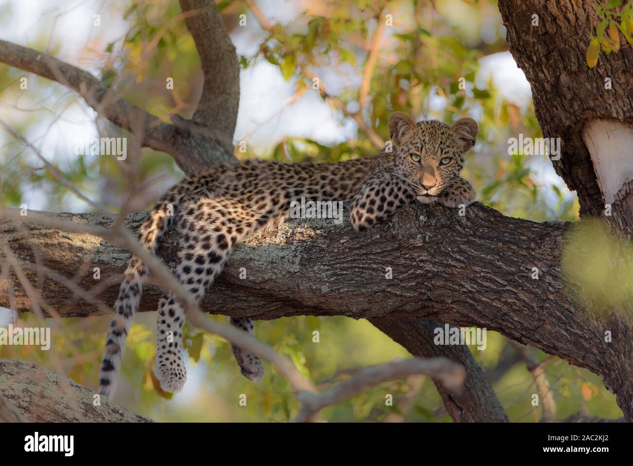 Cute baby leopard resting on tree Stock Photo - Alamy
