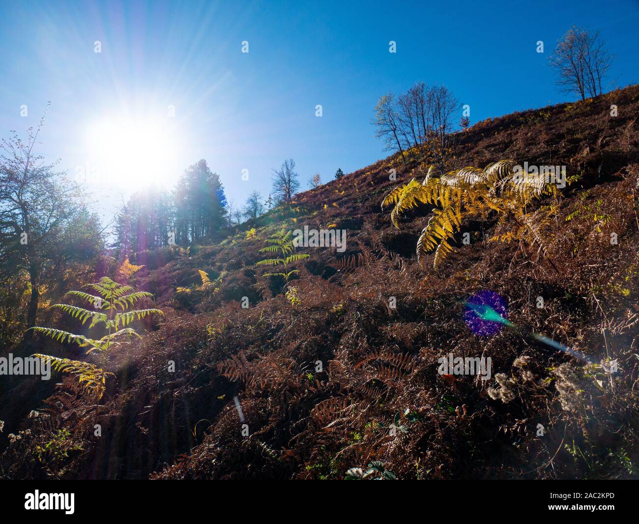 Opposite colors in nature hi-res stock photography and images - Alamy