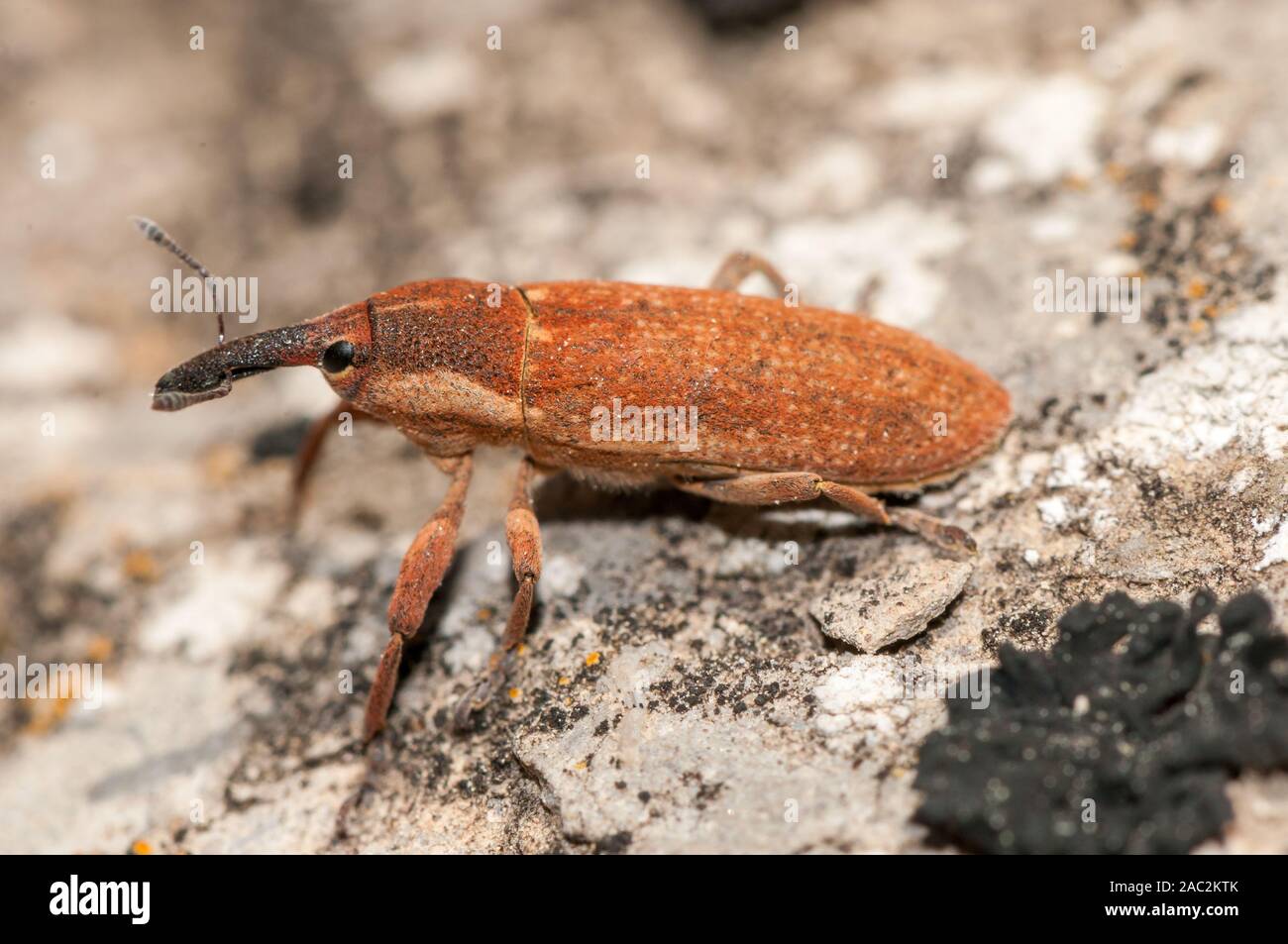 Coleoptera beetles hi-res stock photography and images - Alamy