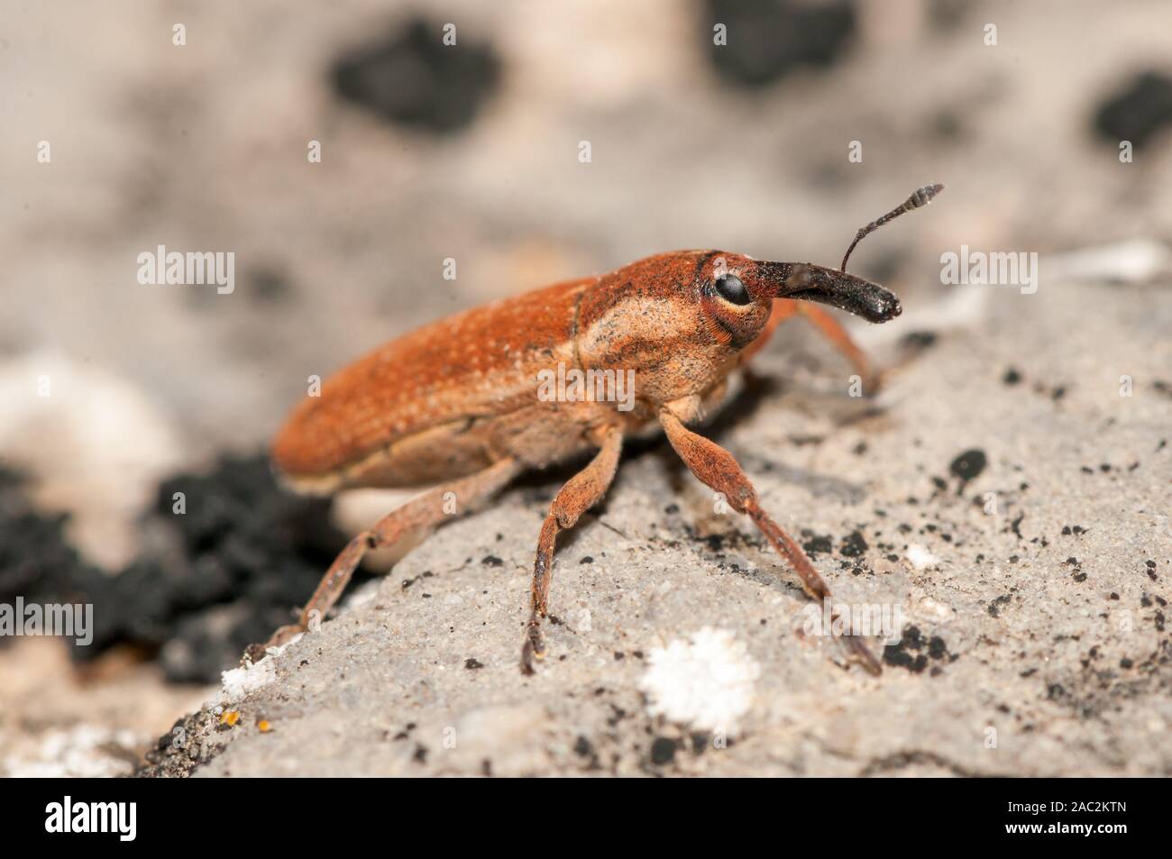 Coleoptera beetles hi-res stock photography and images - Alamy