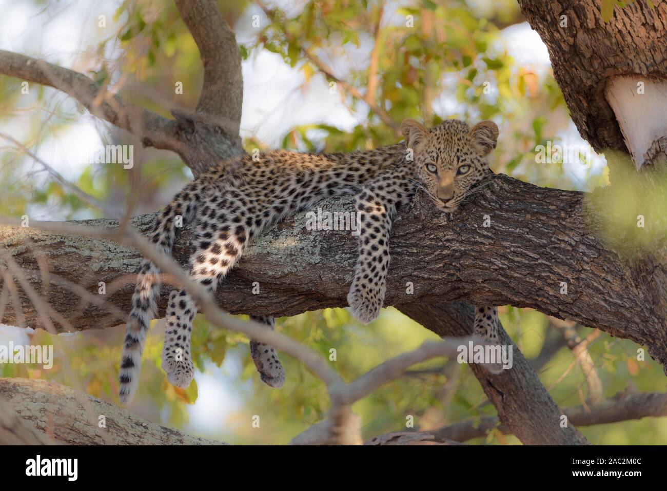 Cute baby leopard resting on tree Stock Photo - Alamy