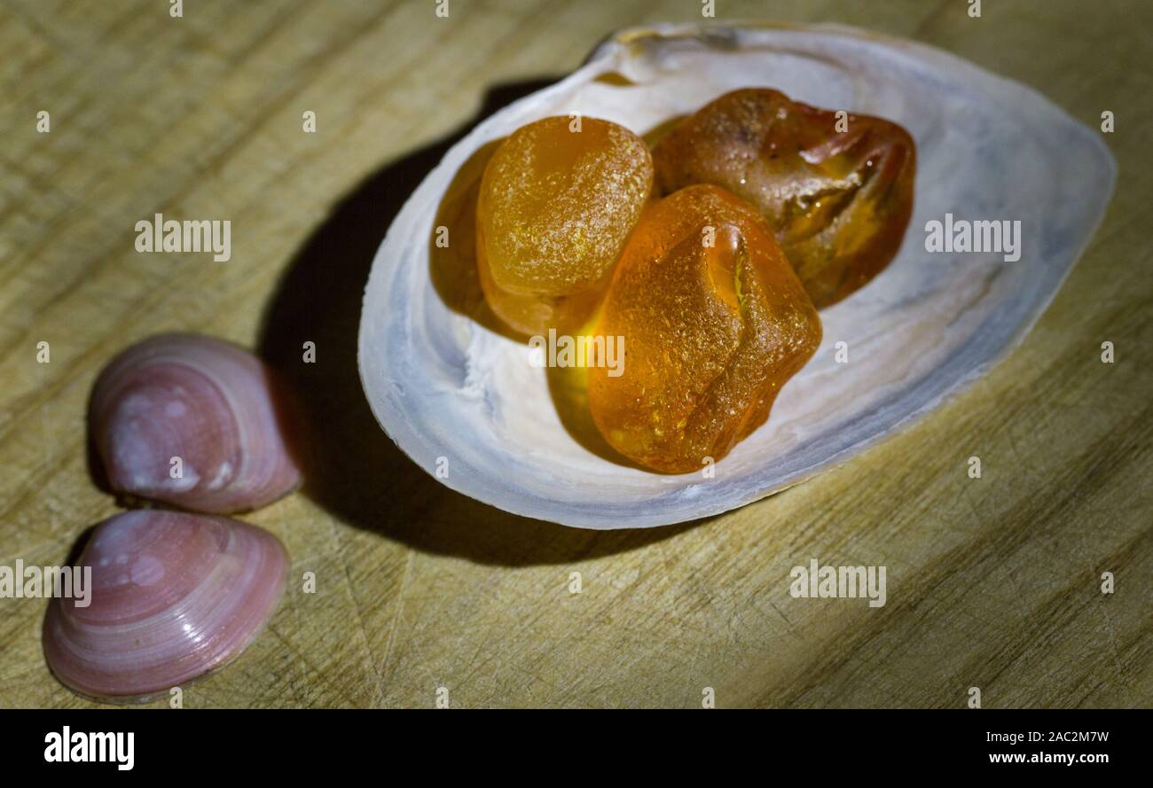 Pieces of bright wet yellow amber on natural shell Stock Photo - Alamy