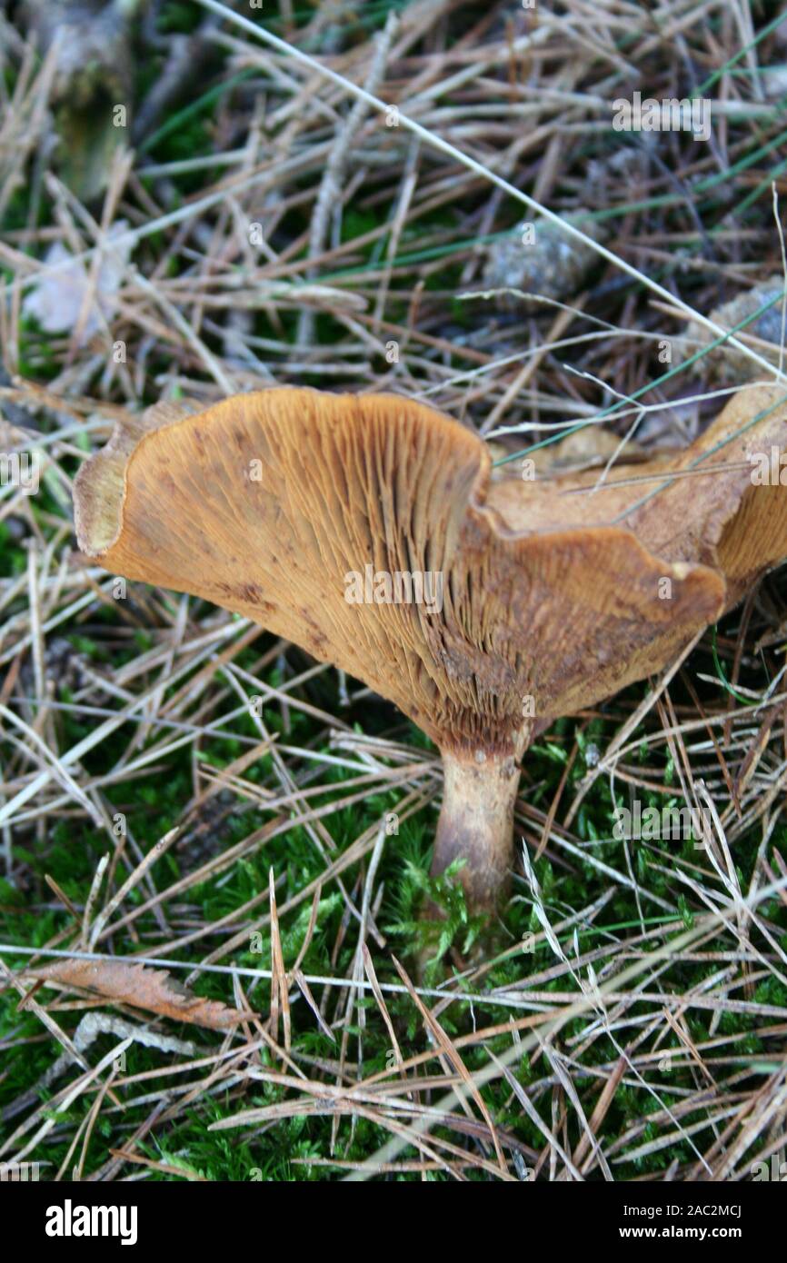 Rufus milk cap toad stool in the forest Stock Photo - Alamy
