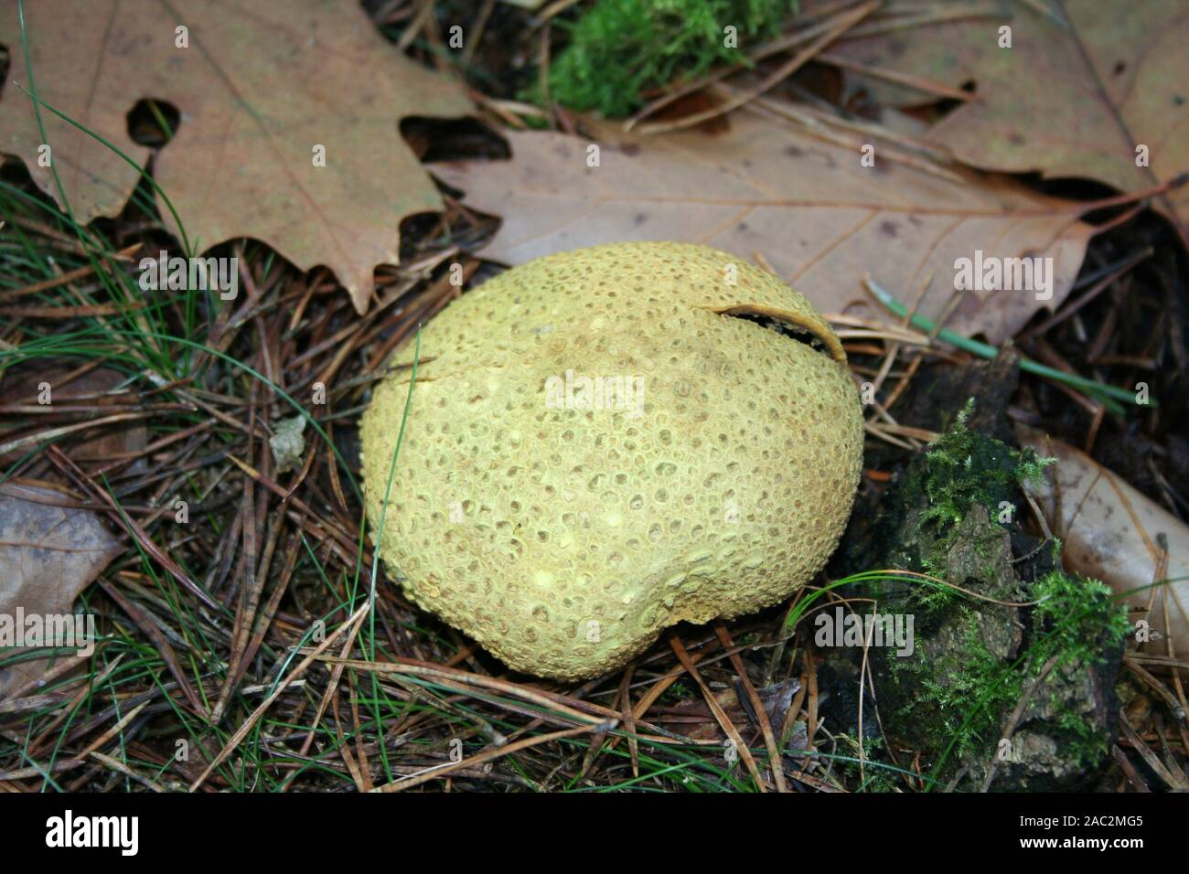 Puffball Fungus Toadstool Round High Resolution Stock Photography and ...