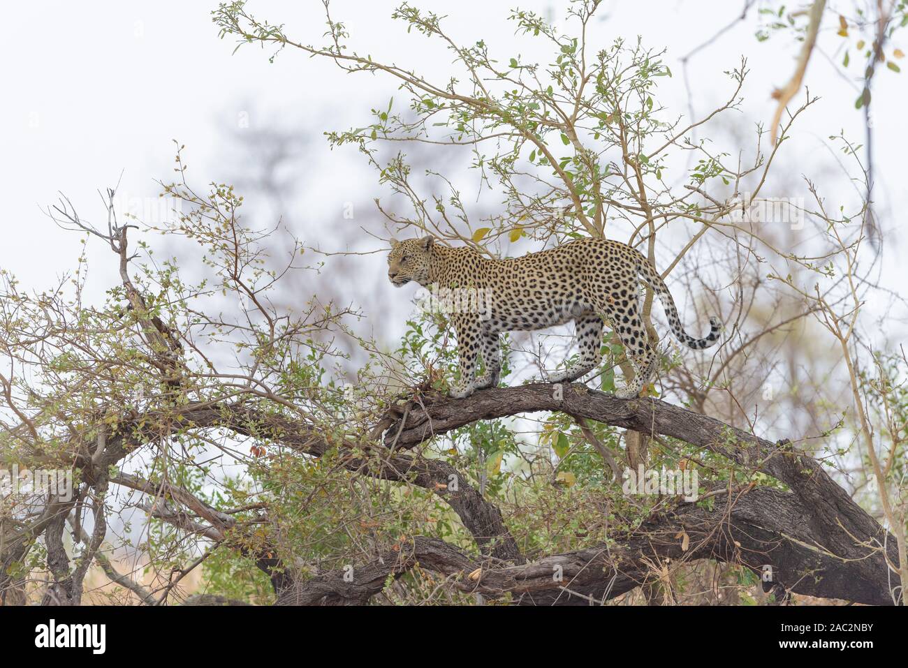 Leopard portrait Male leopard Stock Photo - Alamy