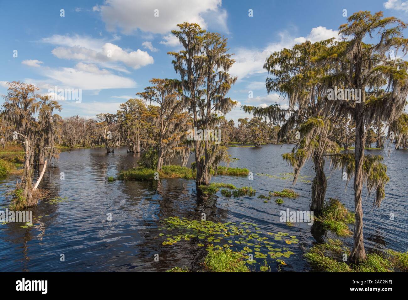 Scenic Florida Cypress Trees Stock Photo - Alamy