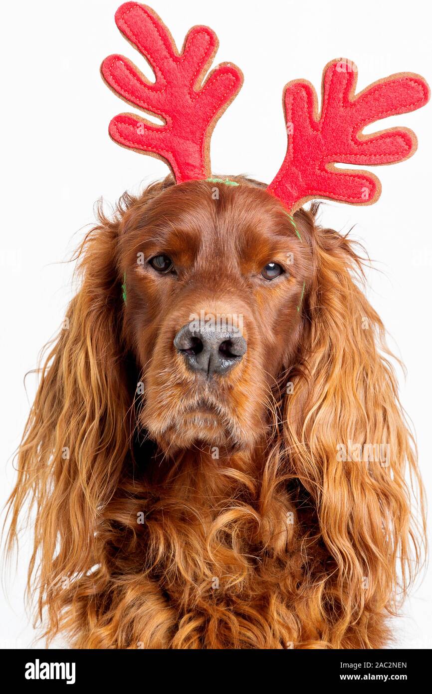 Dog wearing red christmas antlers hi-res stock photography and images ...