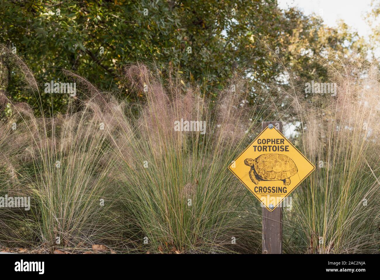 Gopher Tortoise Sign Post Crossing Warning Stock Photo - Alamy