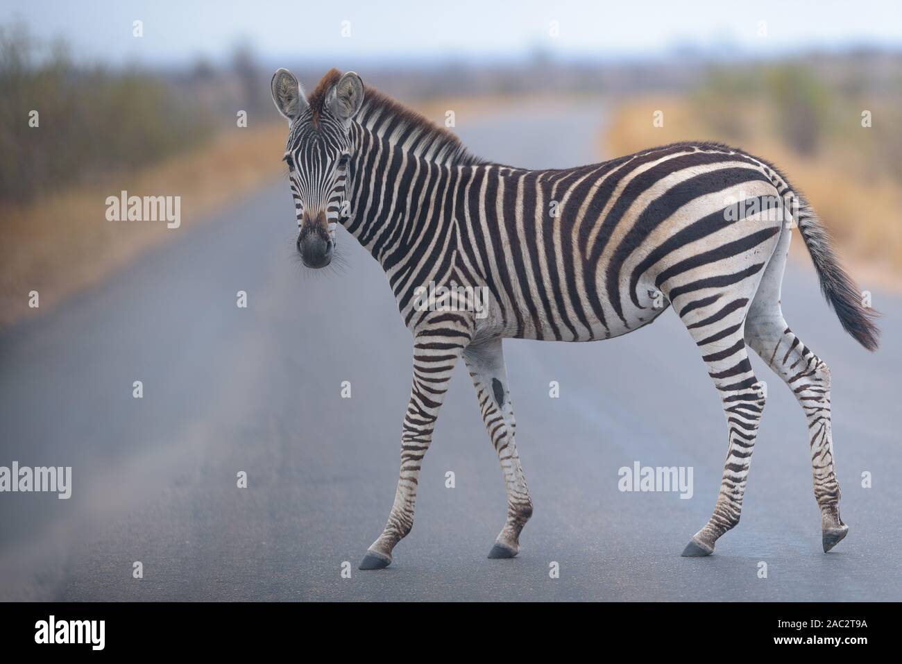 Zebra with foal Stock Photo - Alamy