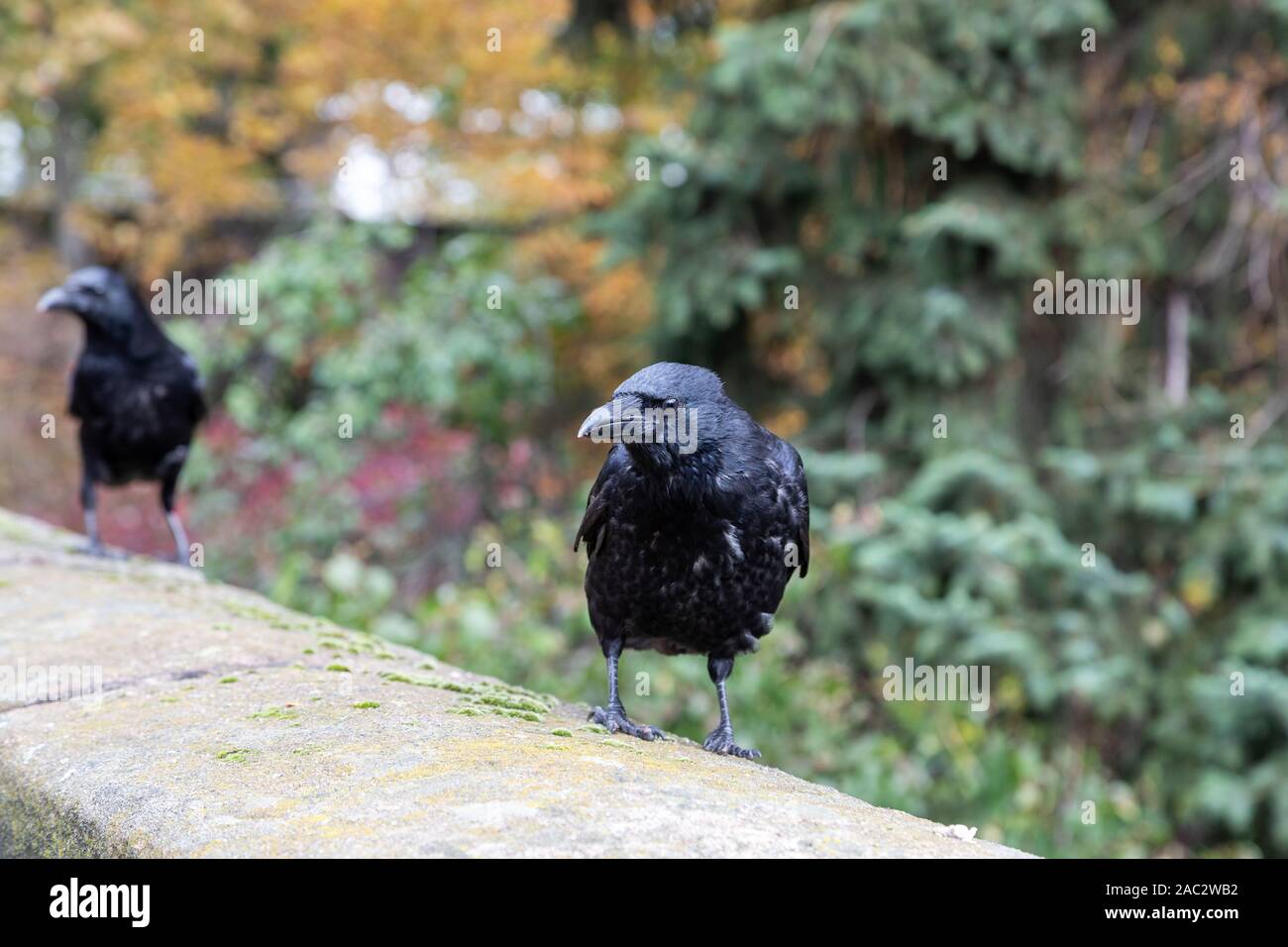 Raven birds on a wall of the Nuremberg castle, Bavaria, Germany in ...