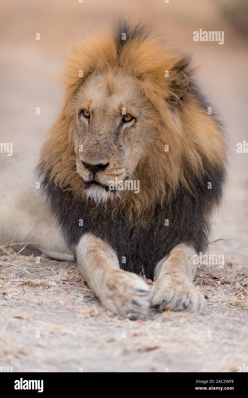 Male lion close up portrait Stock Photo - Alamy