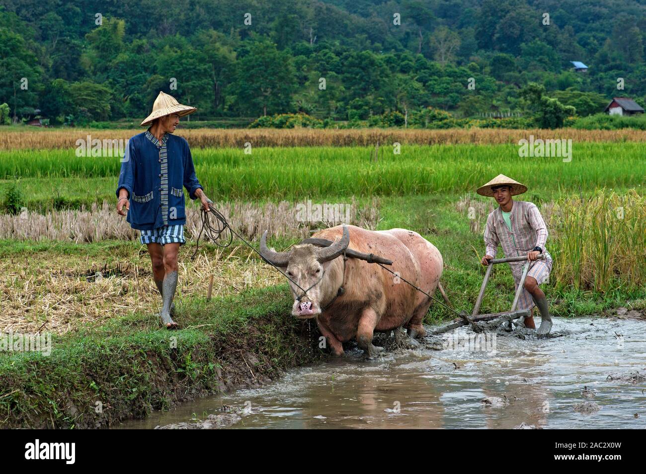 Two farmers ploughing a rice plot with a water buffalo, rice farm ...