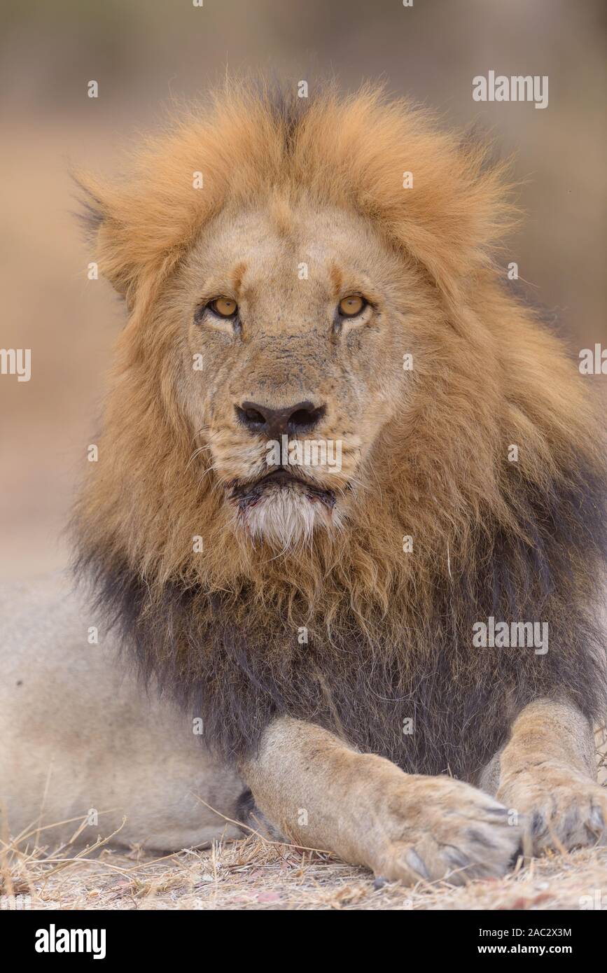 Male lion close up portrait Stock Photo - Alamy