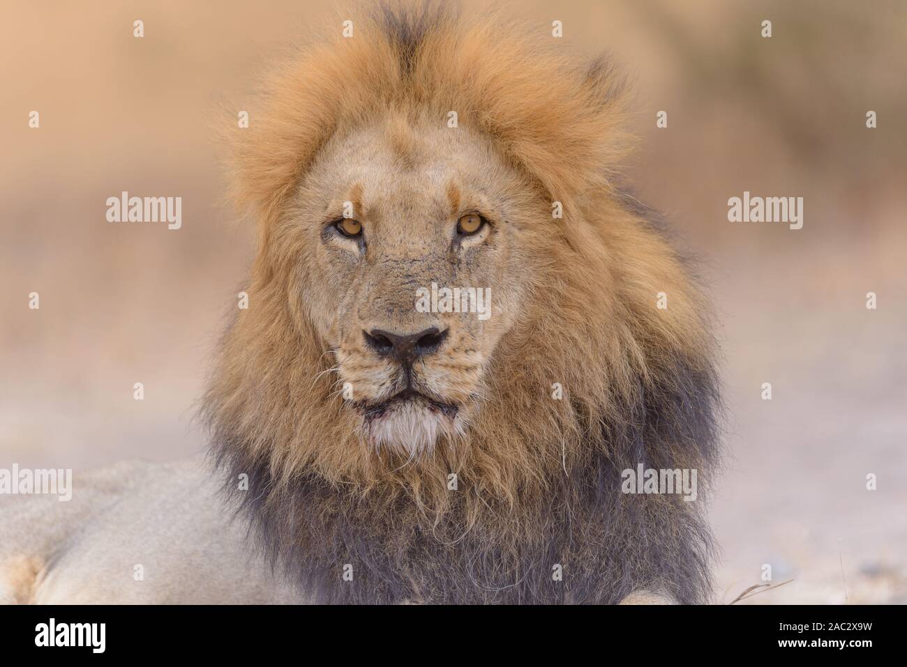 Male lion close up portrait Stock Photo - Alamy