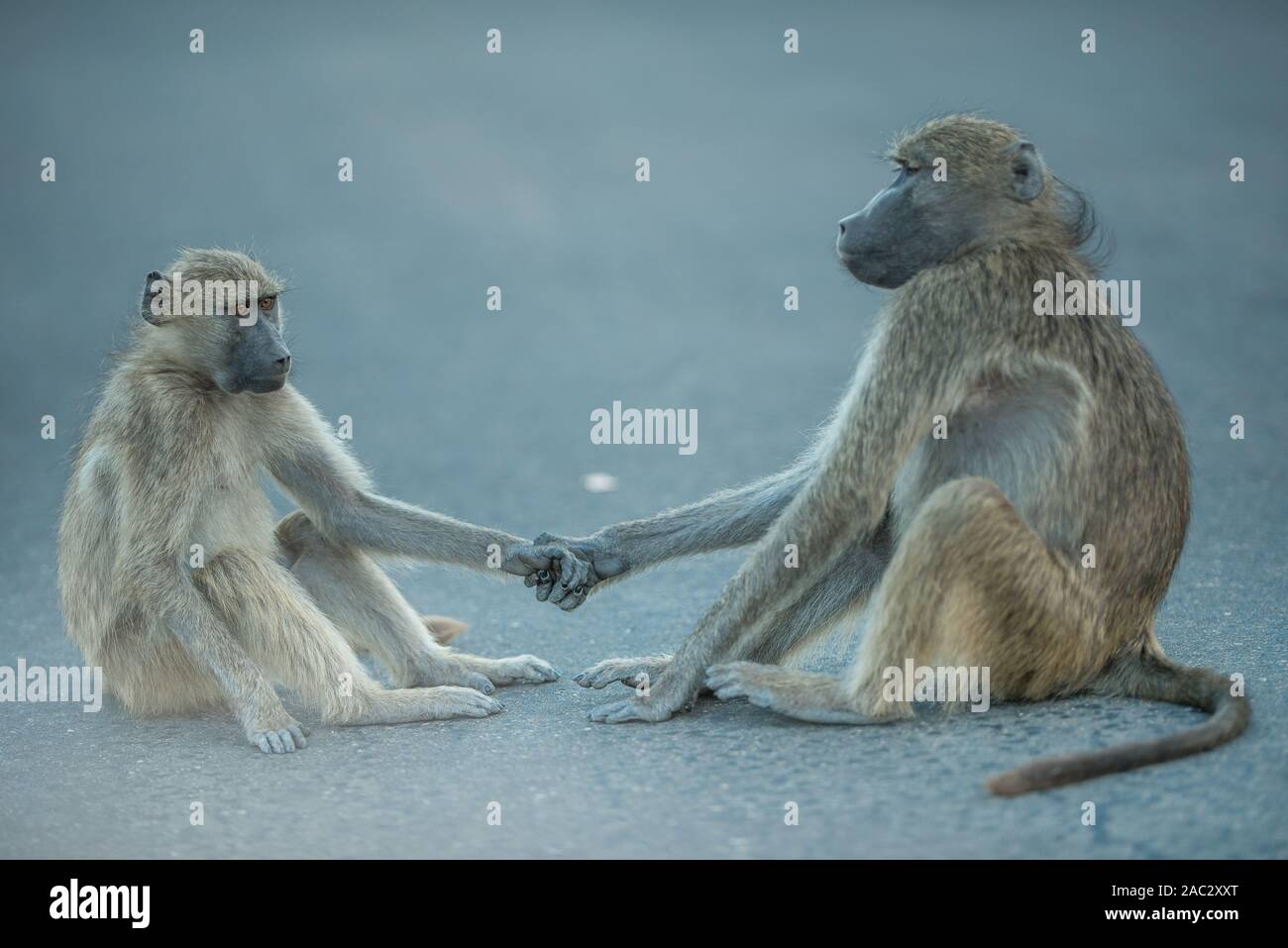 Baboon portrait, best baboon photos Stock Photo - Alamy
