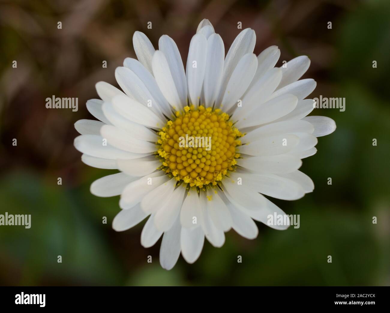 Head inflorescence hi-res stock photography and images - Alamy