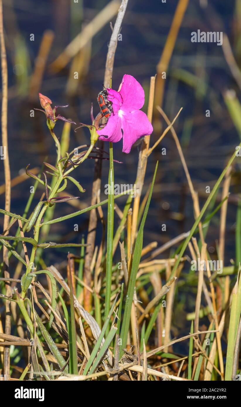 Insect on a Vlei Ink-flower, Cycnium tubulosum, Khwai Private Reserve ...